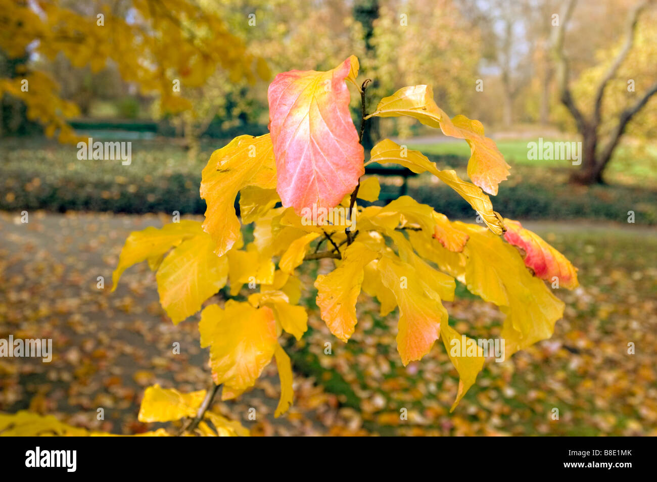 Yellow autumn foliage of Persian Ironwood, Persian Parotia ...