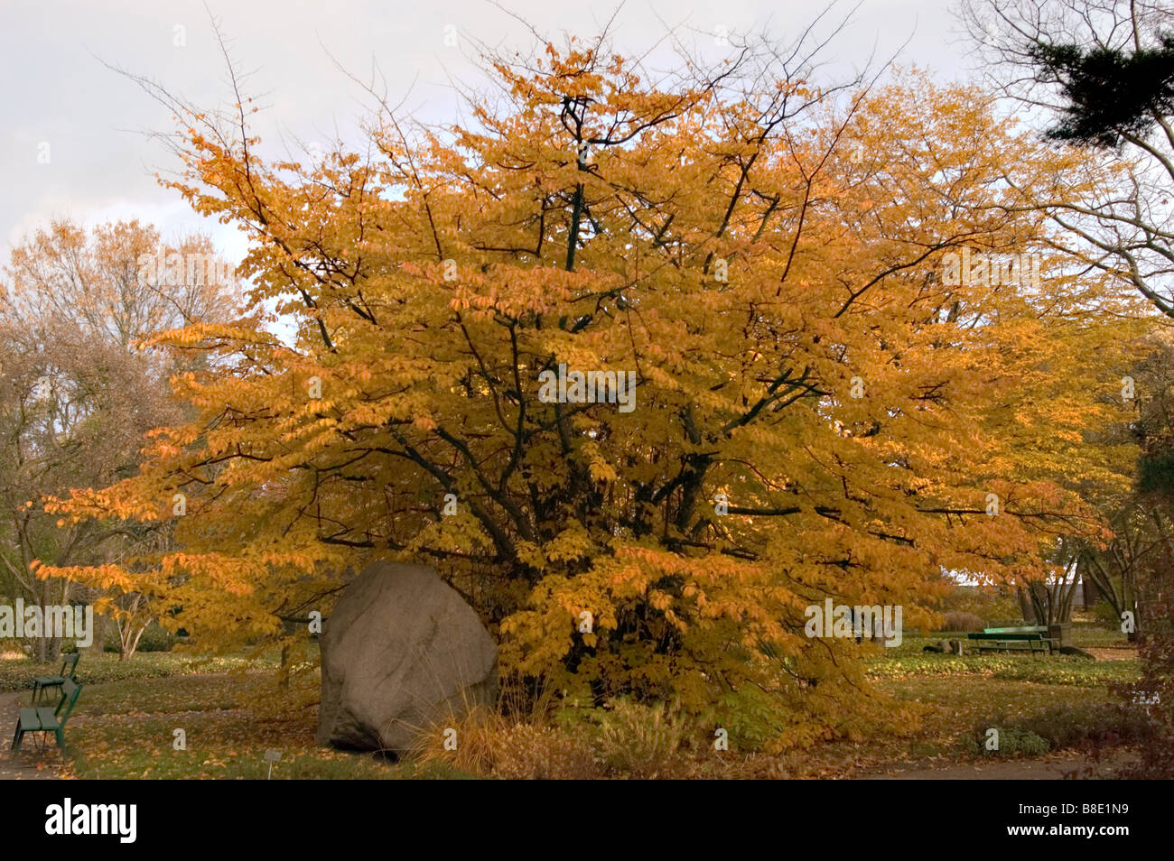 Yellow autumn foliage of Persian Ironwood, Persian Parotia ...