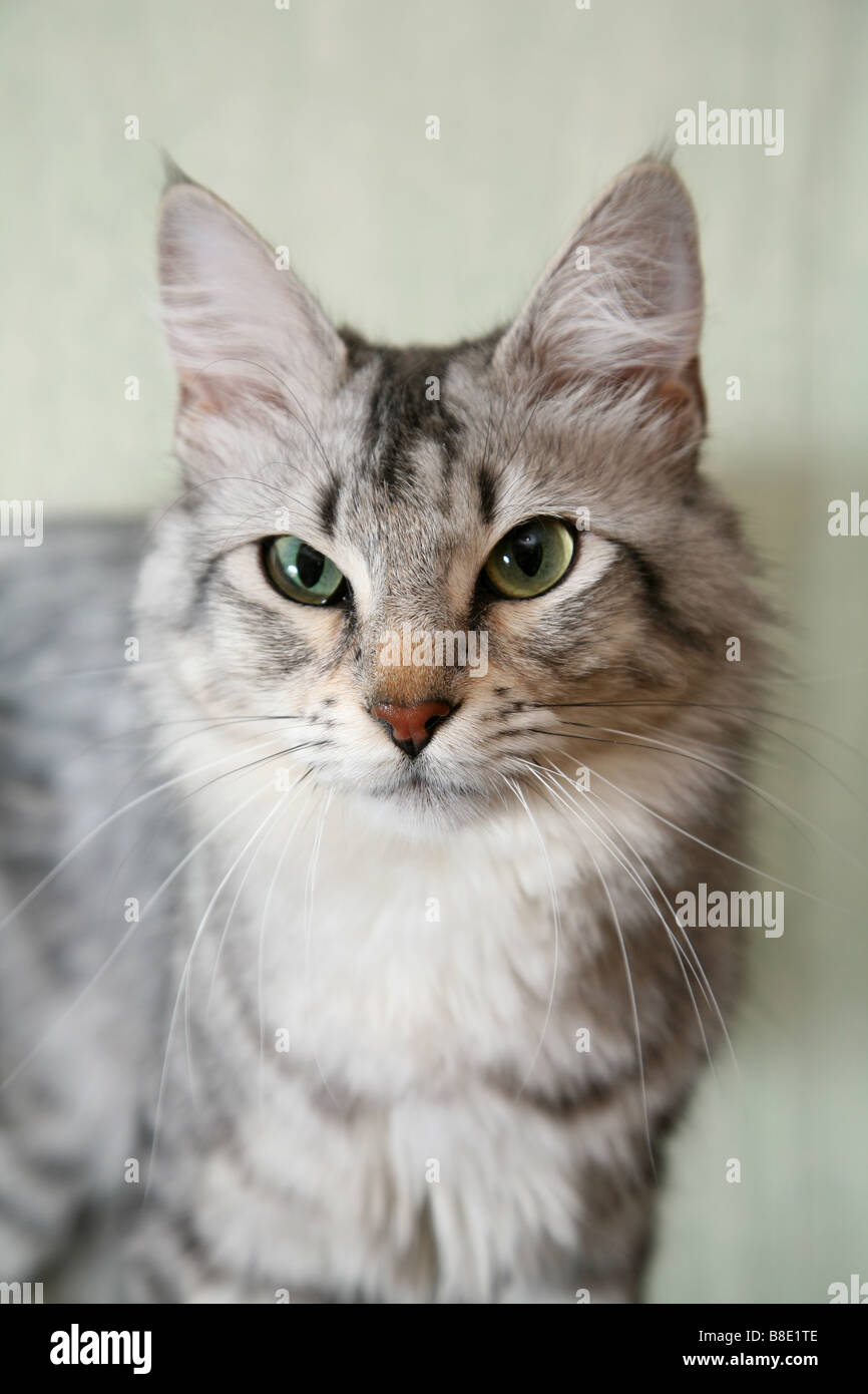 Angora cat hi-res stock photography and images - Alamy