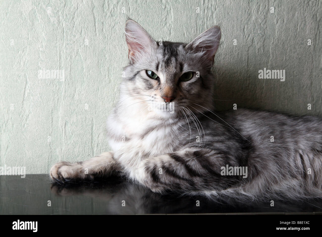 Angora cat hi-res stock photography and images - Alamy