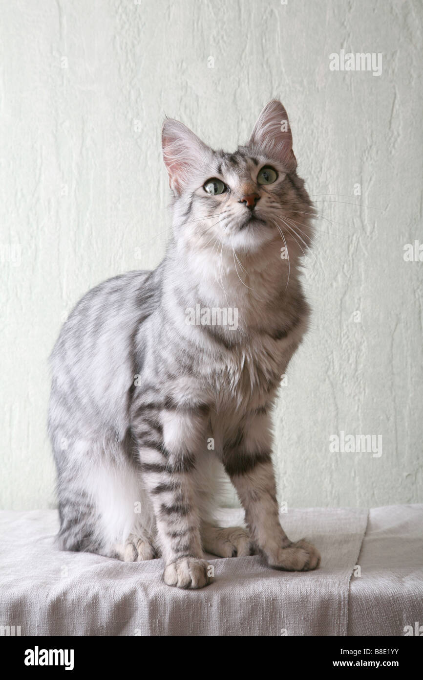 Angora cat hi-res stock photography and images - Alamy
