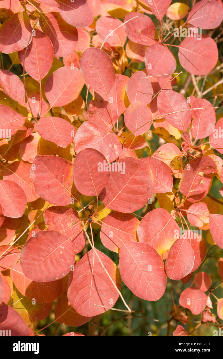 Red yellow autumn leaves of Common Smoketree, Smokebush, Anacardiaceae ...