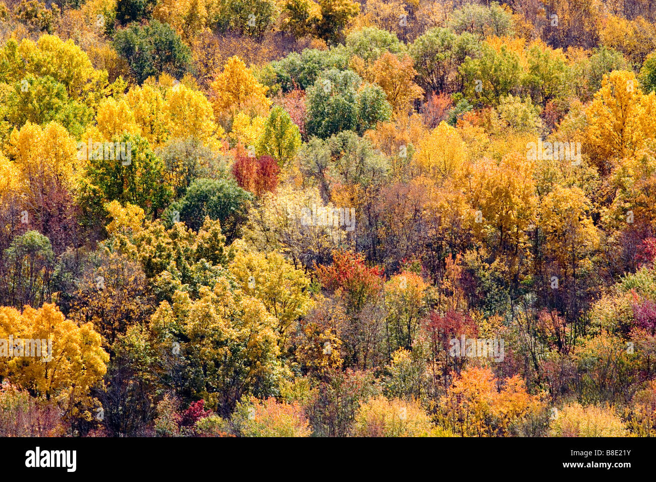 Fall autumn leaves colors colorful tree trees hi-res stock photography ...