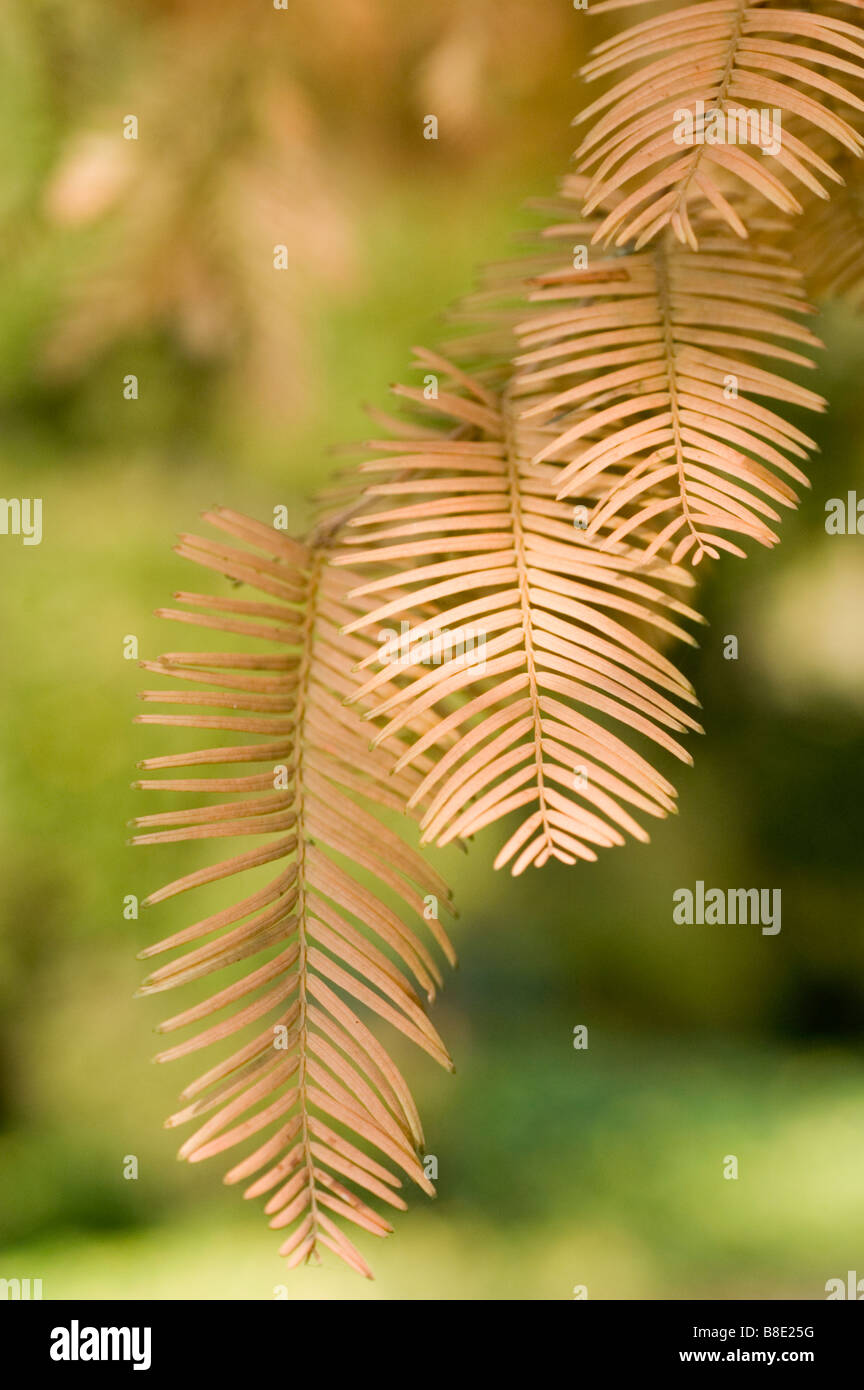 Dawn redwood Taxodiaceae, Metasequoia glyptostroboides, China, Asia ...