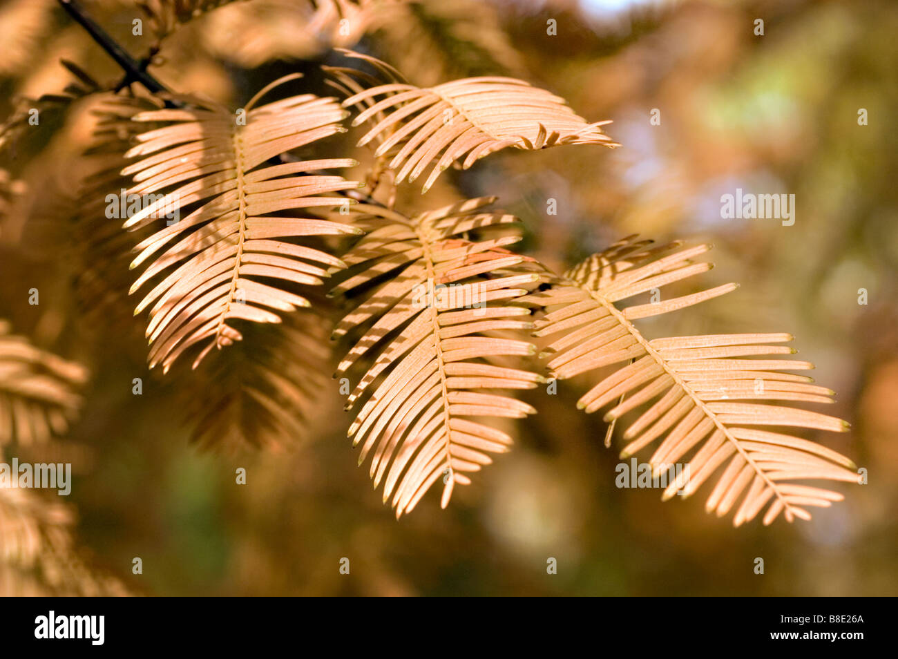 Dawn redwood Taxodiaceae, Metasequoia glyptostroboides, China, Asia ...