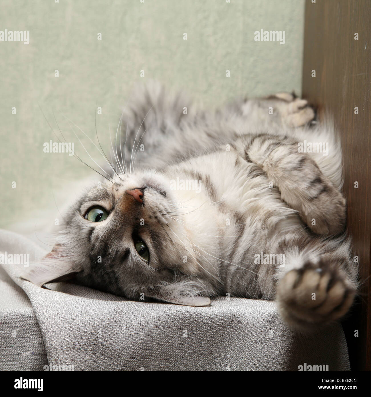 Angora cats hi-res stock photography and images - Alamy