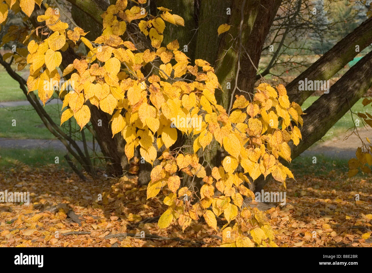 Yellow autumn leaves of Japanese linden, Japanese lime, Tiliaceae ...