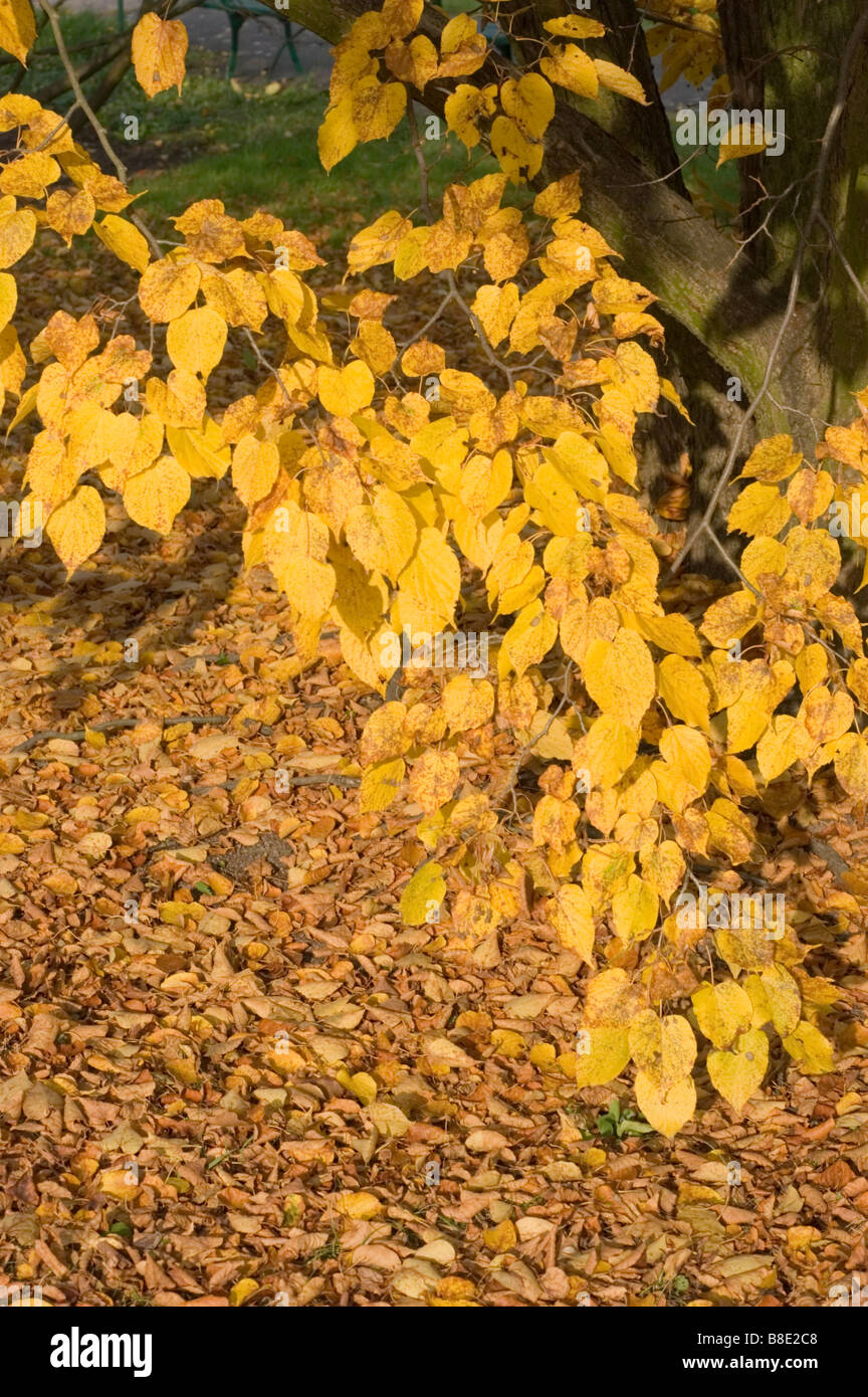 Yellow autumn leaves of Japanese linden, Japanese lime, Tiliaceae ...