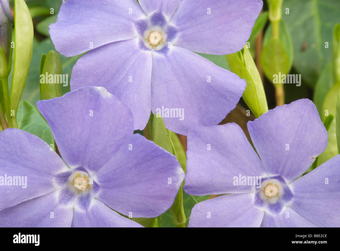 Lesser Periwinkle Vinca minor Cleghorn Glen Clyde Valley Woodlands ...