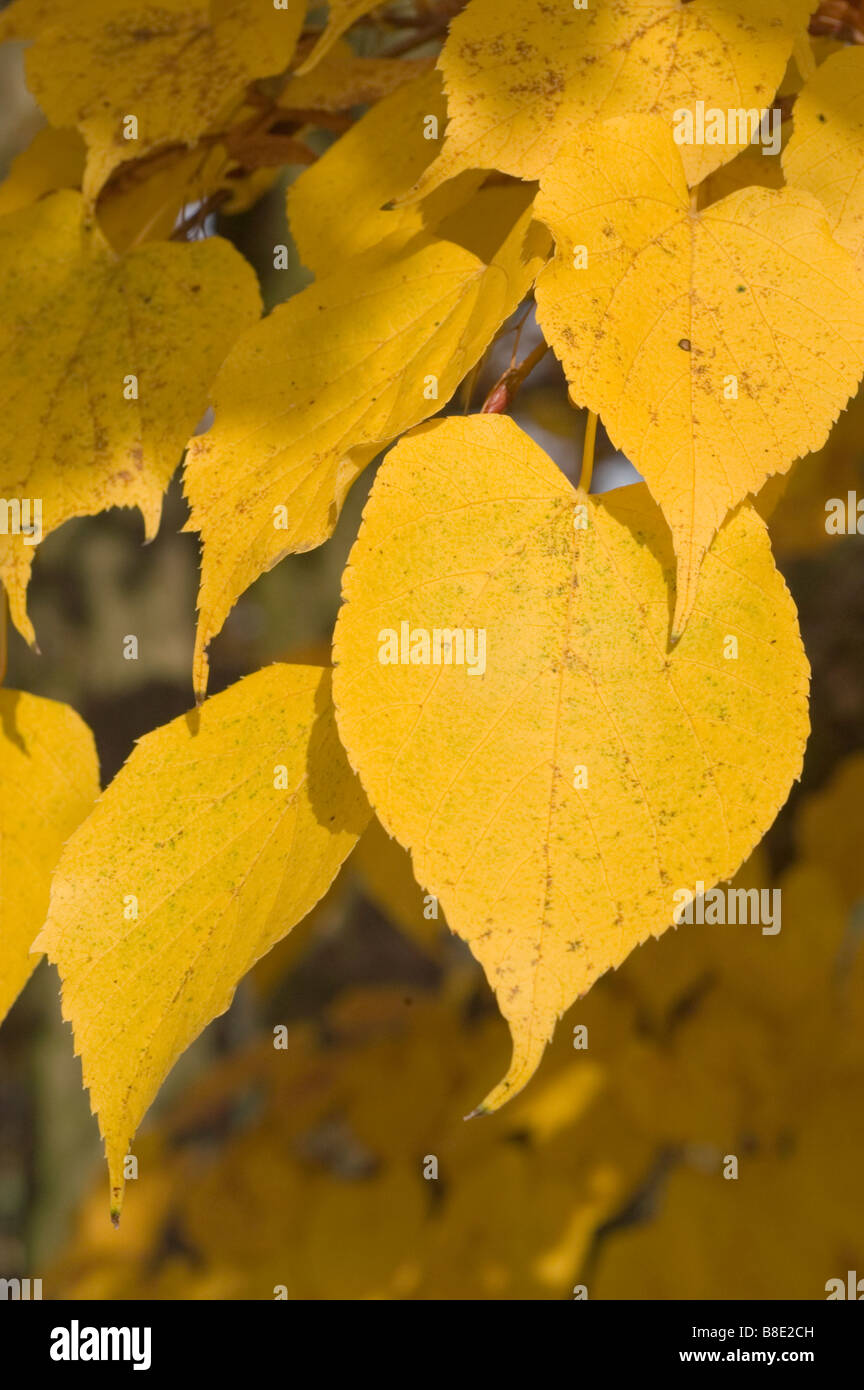 Yellow autumn leaves of Japanese linden, Japanese lime, Tiliaceae ...