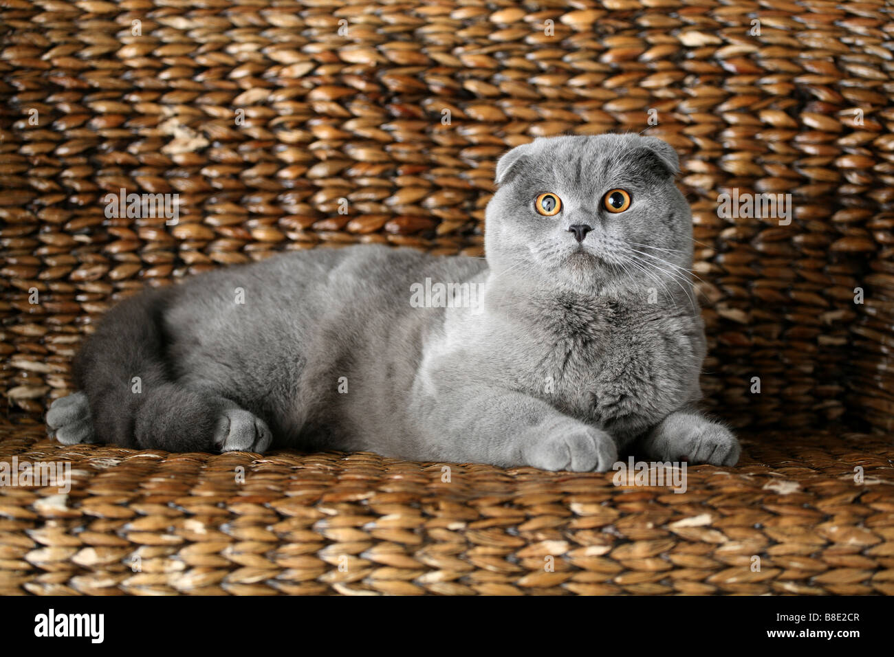 Scottish Fold cat Stock Photo - Alamy