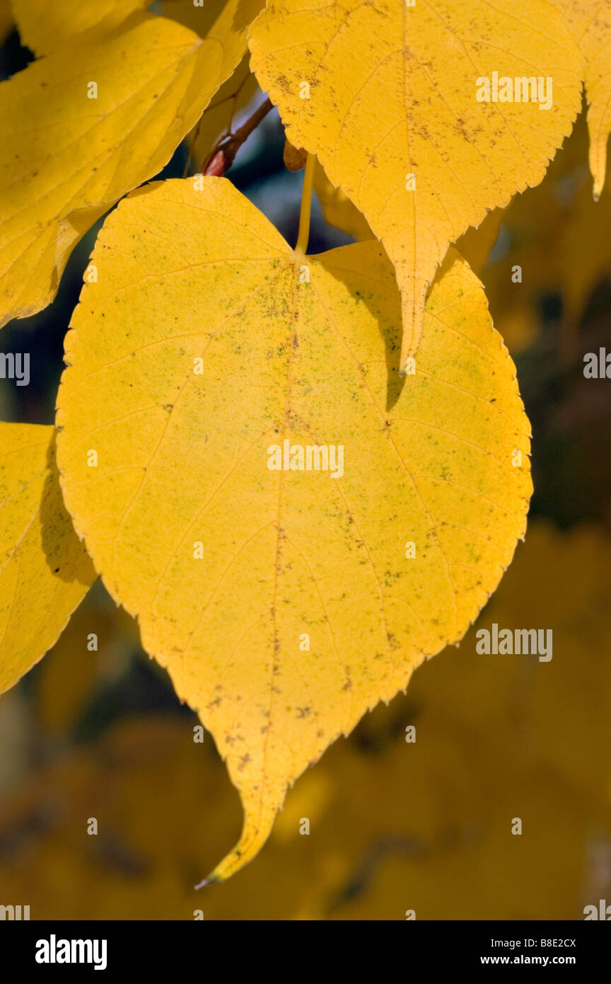 Yellow autumn leaves of Japanese linden, Japanese lime, Tiliaceae ...