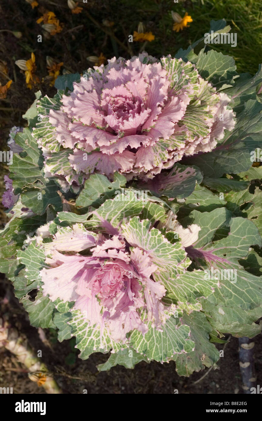 Ornamental cabbage, brassica oleracea Stock Photo - Alamy