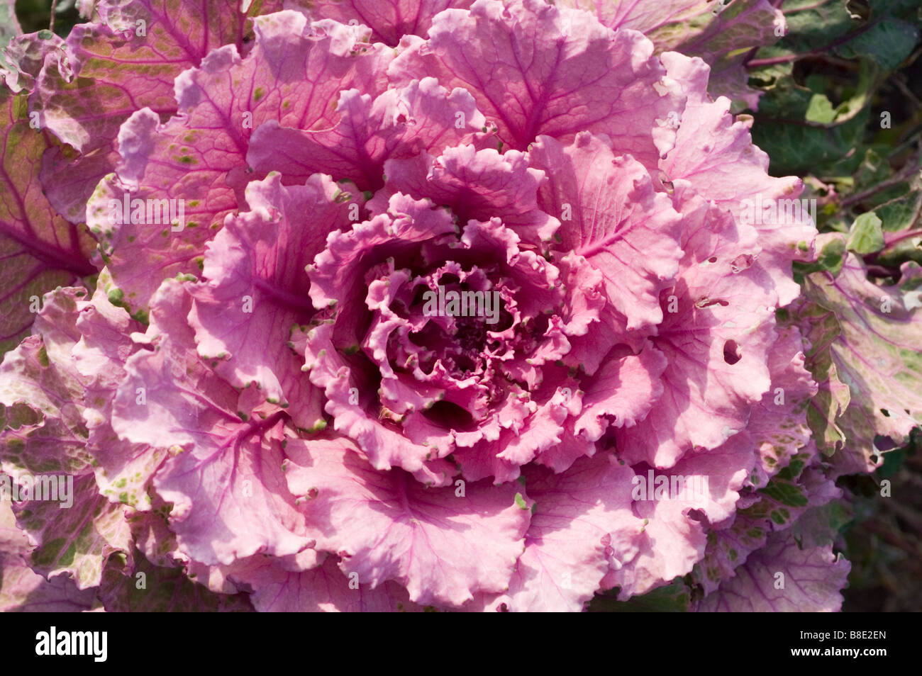 Brassica oleracea hi-res stock photography and images - Alamy