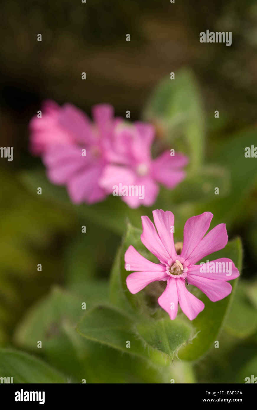 Red campion Silene dioica Cleghorn Glen Clyde Valley Woodlands National ...