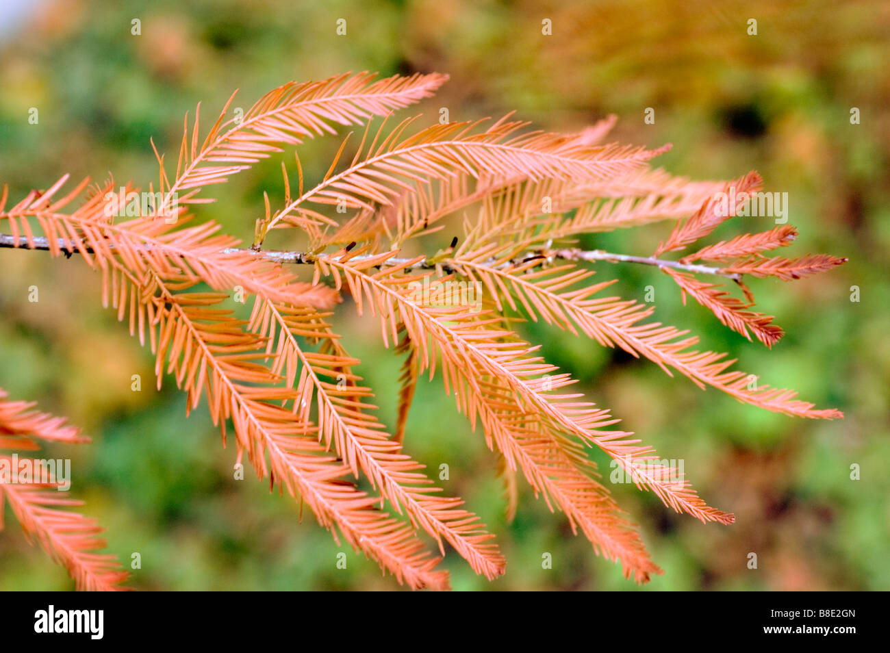 Taxodium distichum orange needles hi-res stock photography and images ...