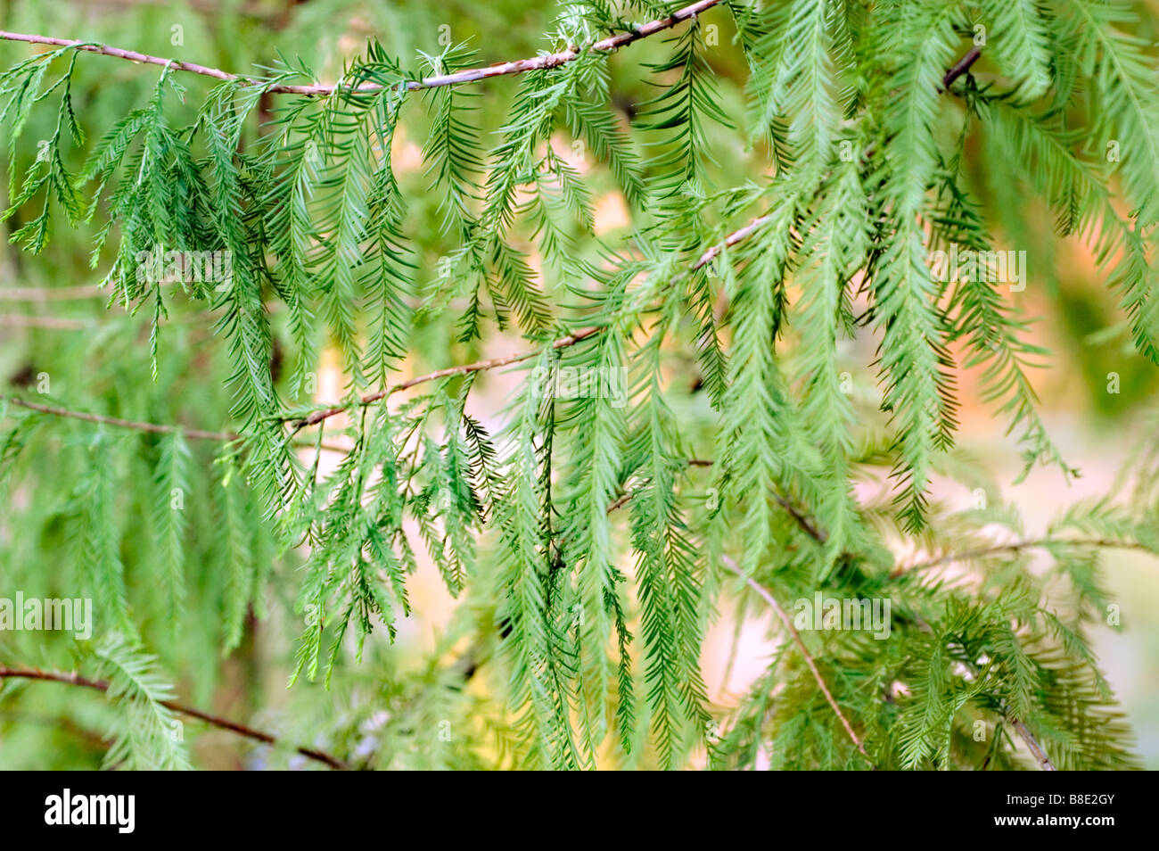 Bald-cypress, Bald cypress, Taxodiaceae, Taxodium distichum, USA, North ... Bald-cypress, Bald cypress, Taxodiaceae, Taxodium distichum, USA, North ...