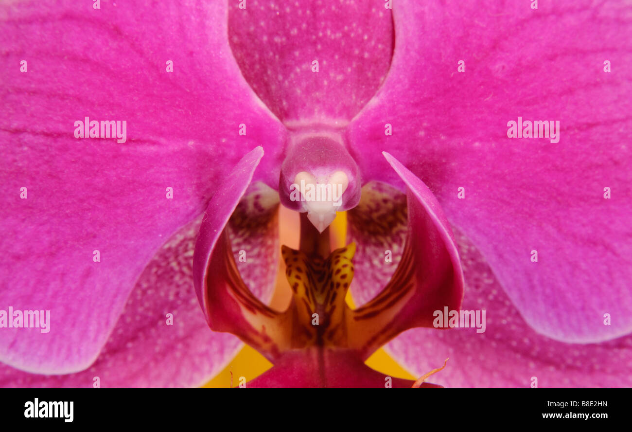 Close up of an orchid (Cymbidium Stock Photo - Alamy