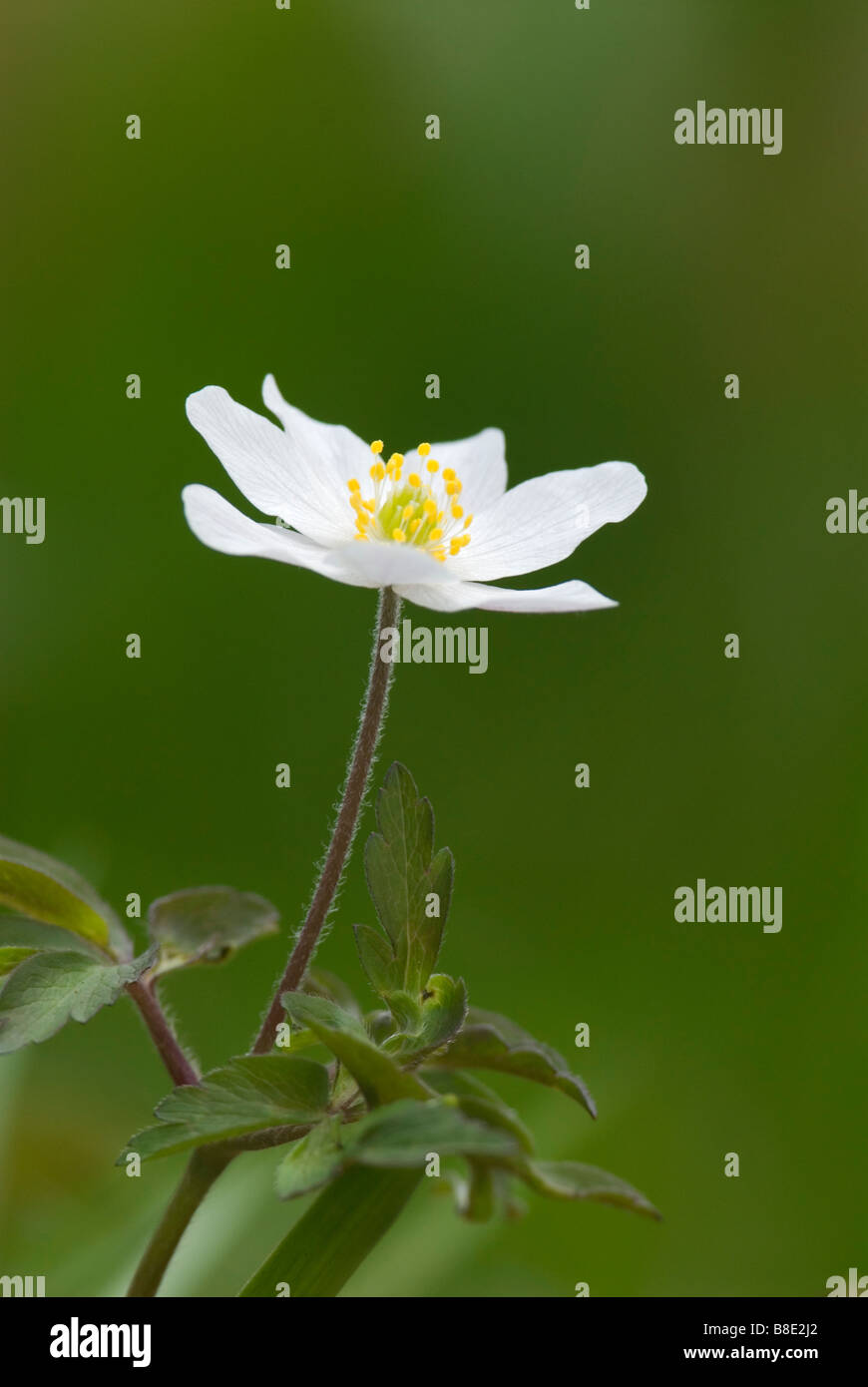 Wood anemone Anemone nemorosa Cleghorn Glen Clyde Valley Woodlands ...