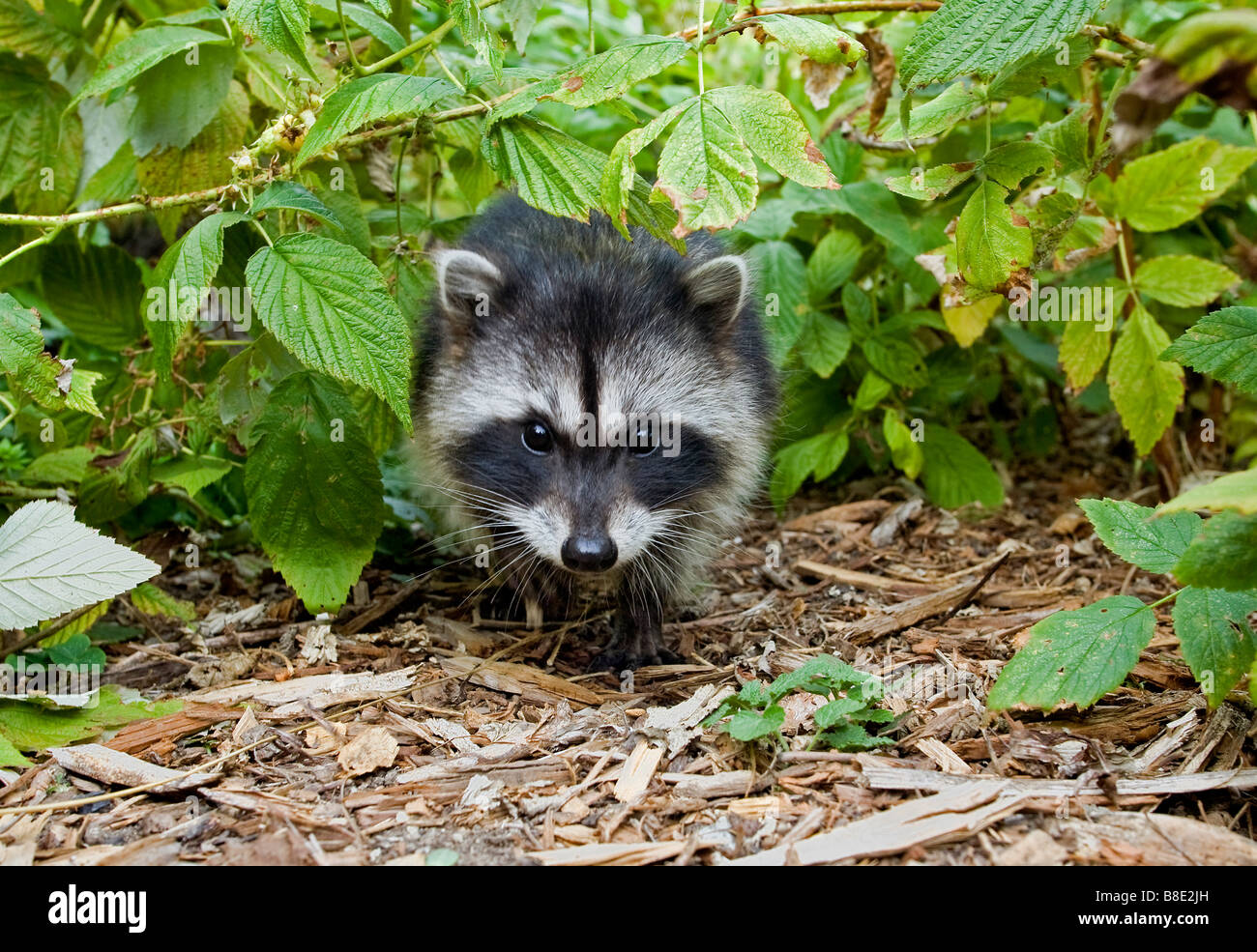 Baby raccoons hi-res stock photography and images - Alamy
