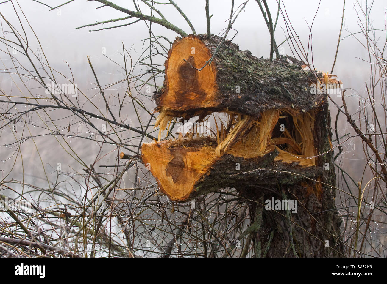 Monster tree hi-res stock photography and images - Alamy