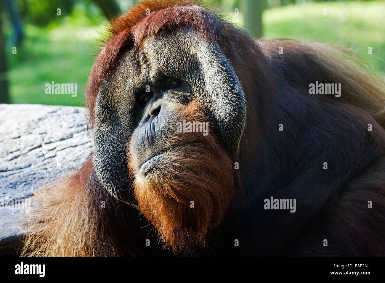 Male orangutans hi-res stock photography and images - Alamy