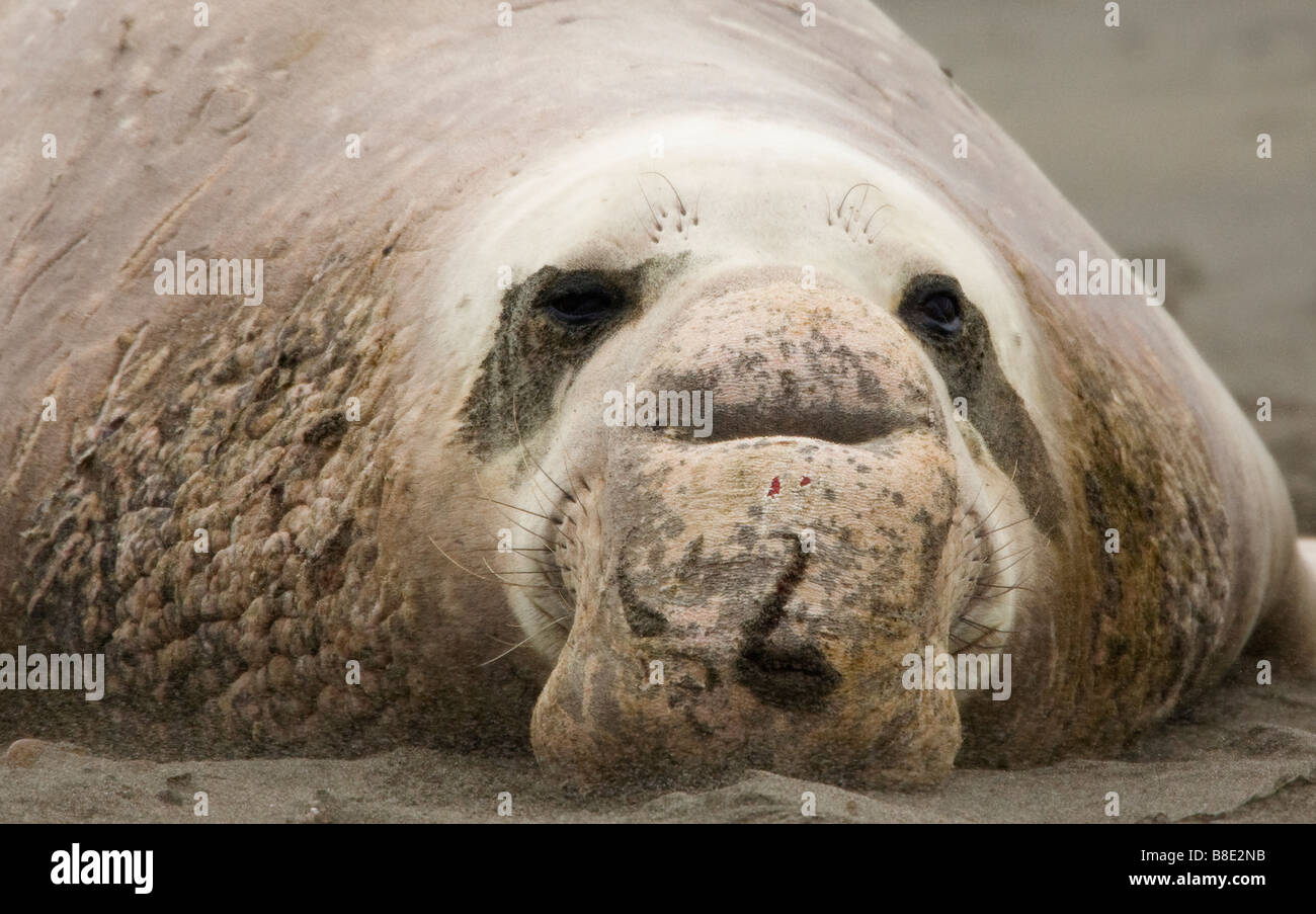 Bull scar hi-res stock photography and images - Alamy