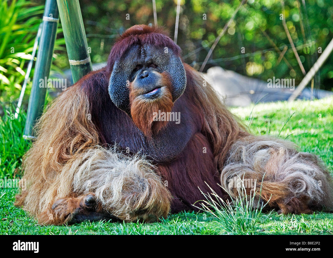 Male orangutans hi-res stock photography and images - Alamy