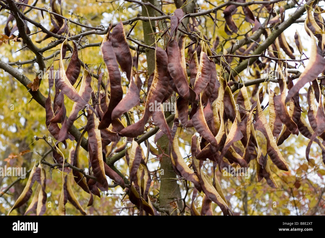 Soap pod gleditsia sinensis hi-res stock photography and images - Alamy