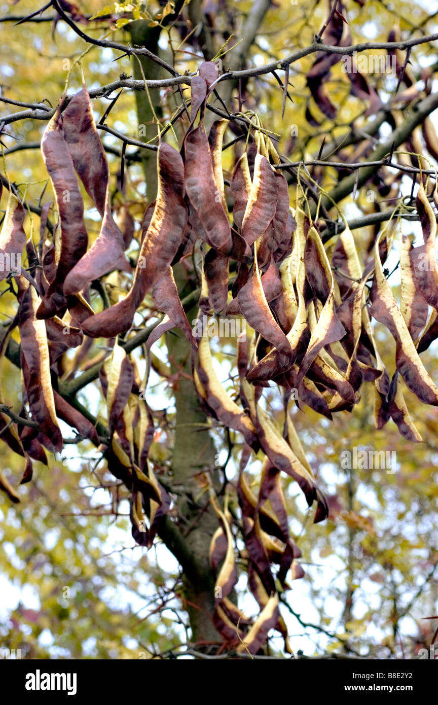 Locust bean hi-res stock photography and images - Alamy