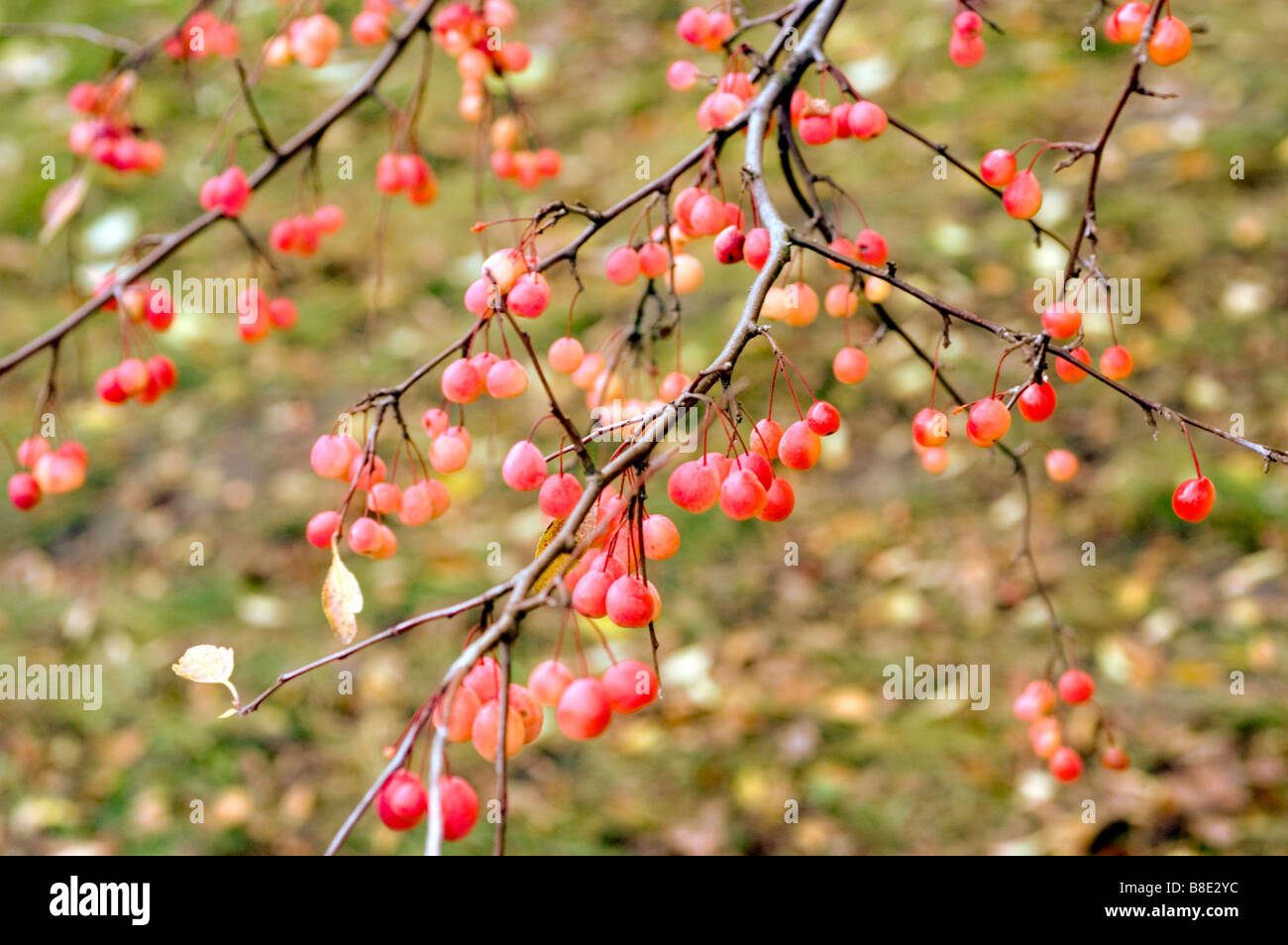 Transitoria hi-res stock photography and images - Alamy