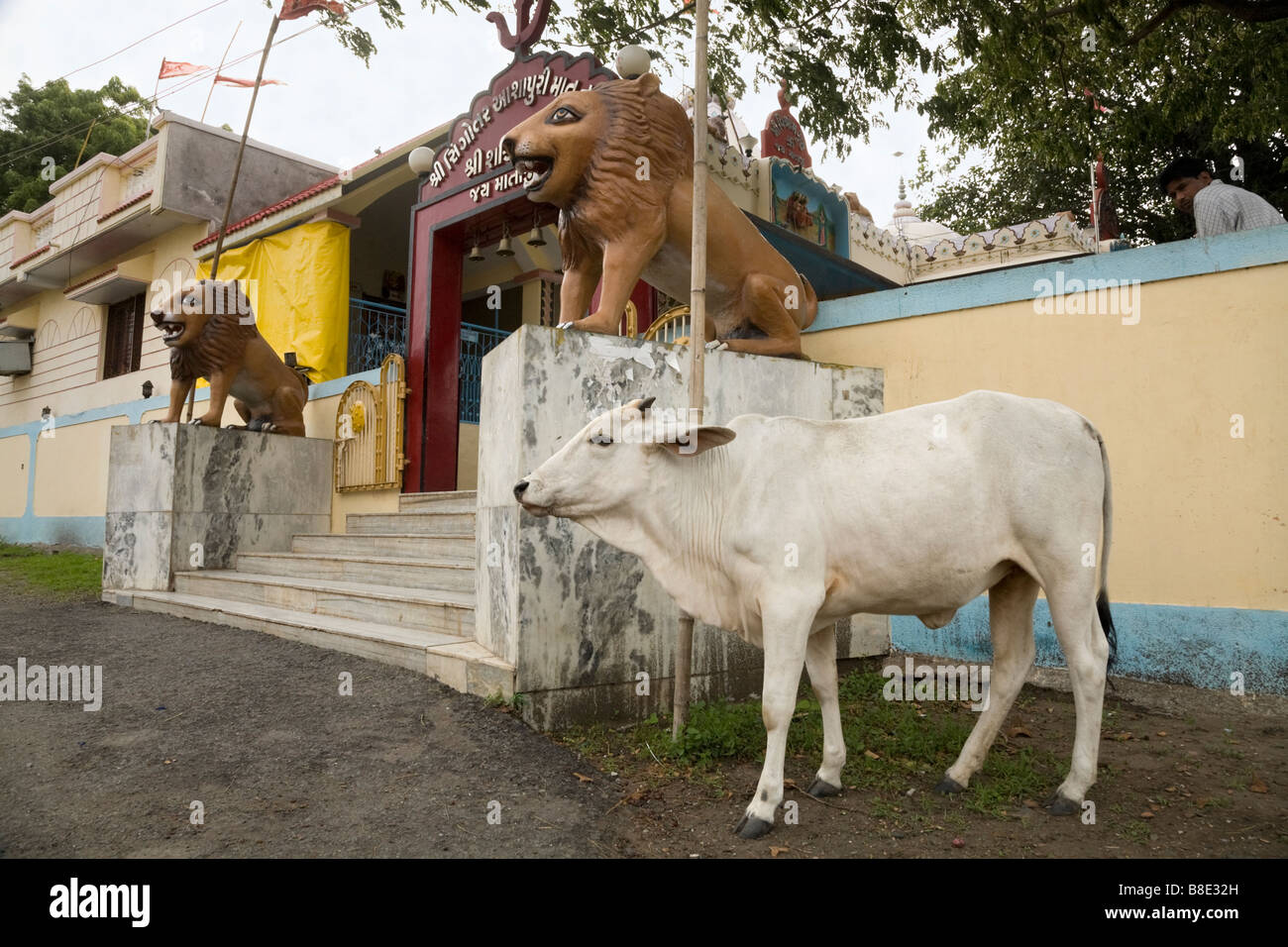 A real 'Sacred Cow' and a lion statue, outside the Hindu temple at ...