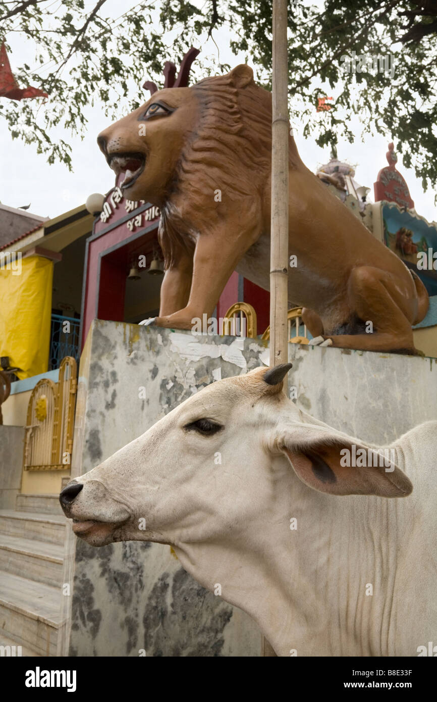 A real 'Sacred Cow' and a lion statue, outside the Hindu temple at ...