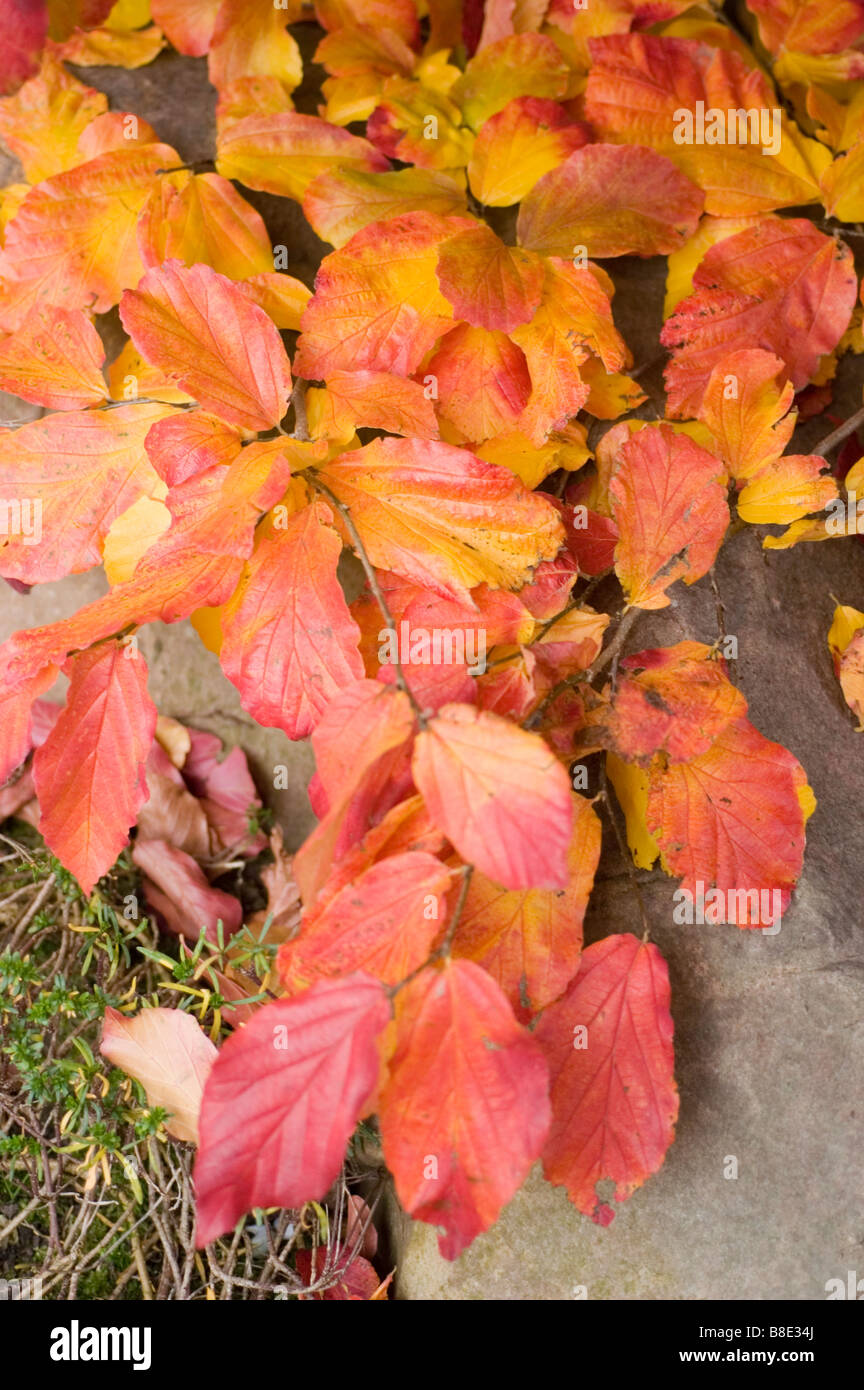 Persian yellow hi-res stock photography and images - Alamy