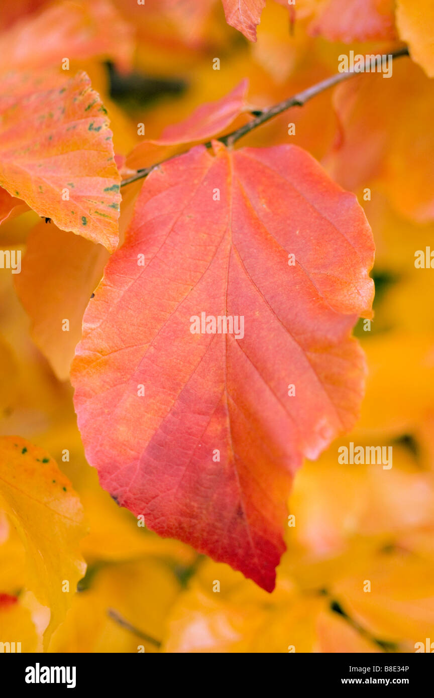 Parrotia persica hi-res stock photography and images - Alamy