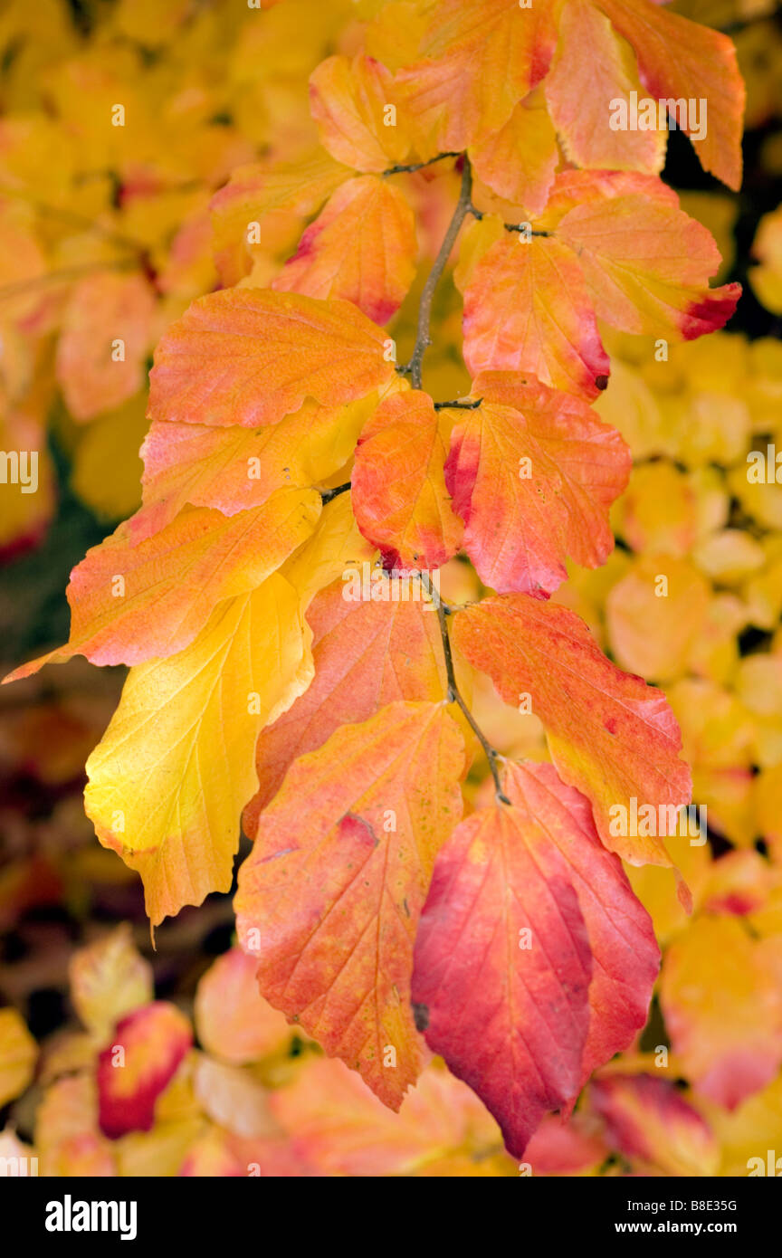 Red yellow autumn leaves foliage of Persian Ironwood, Persian Parotia ...