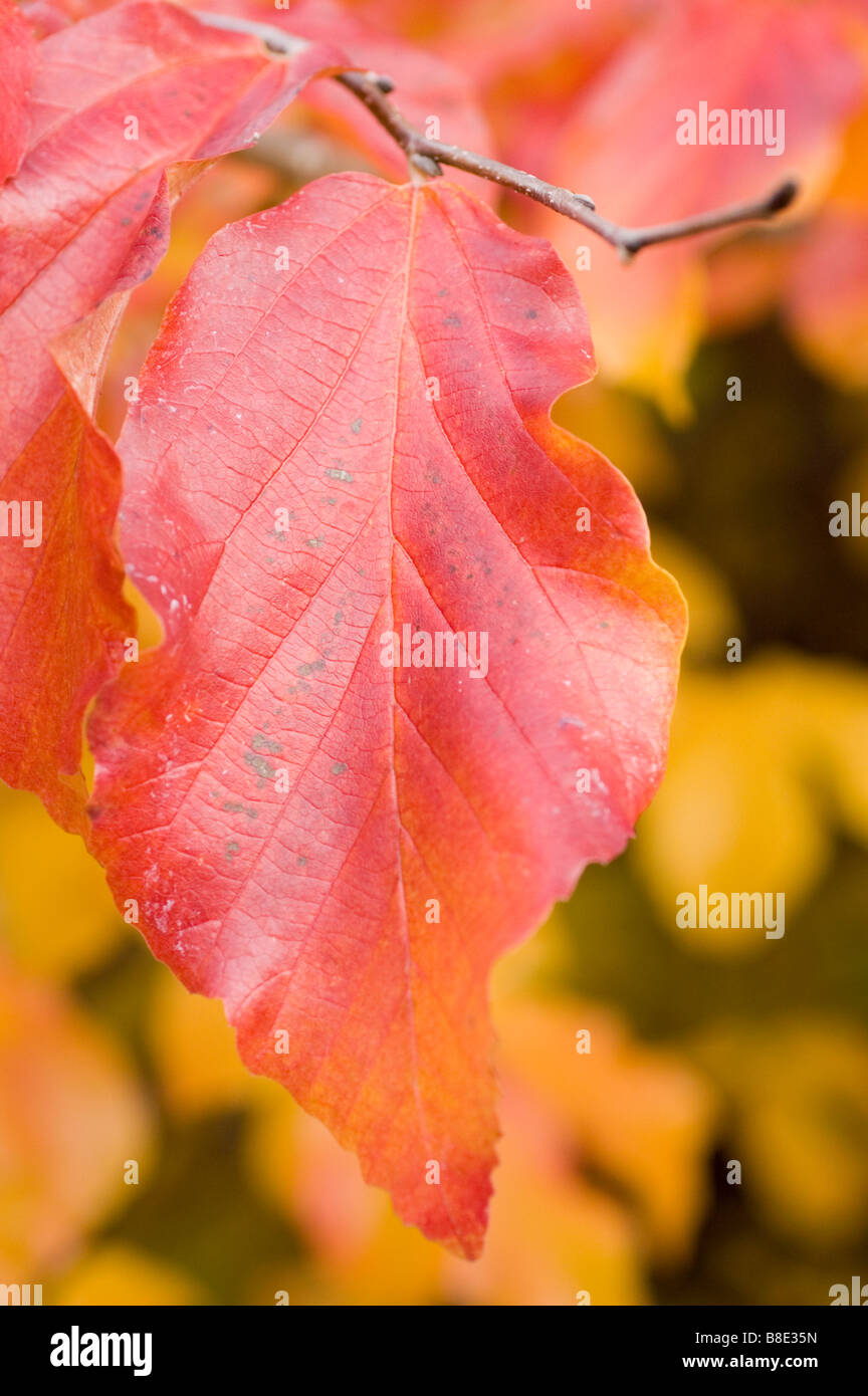 Persian parotia hi-res stock photography and images - Alamy