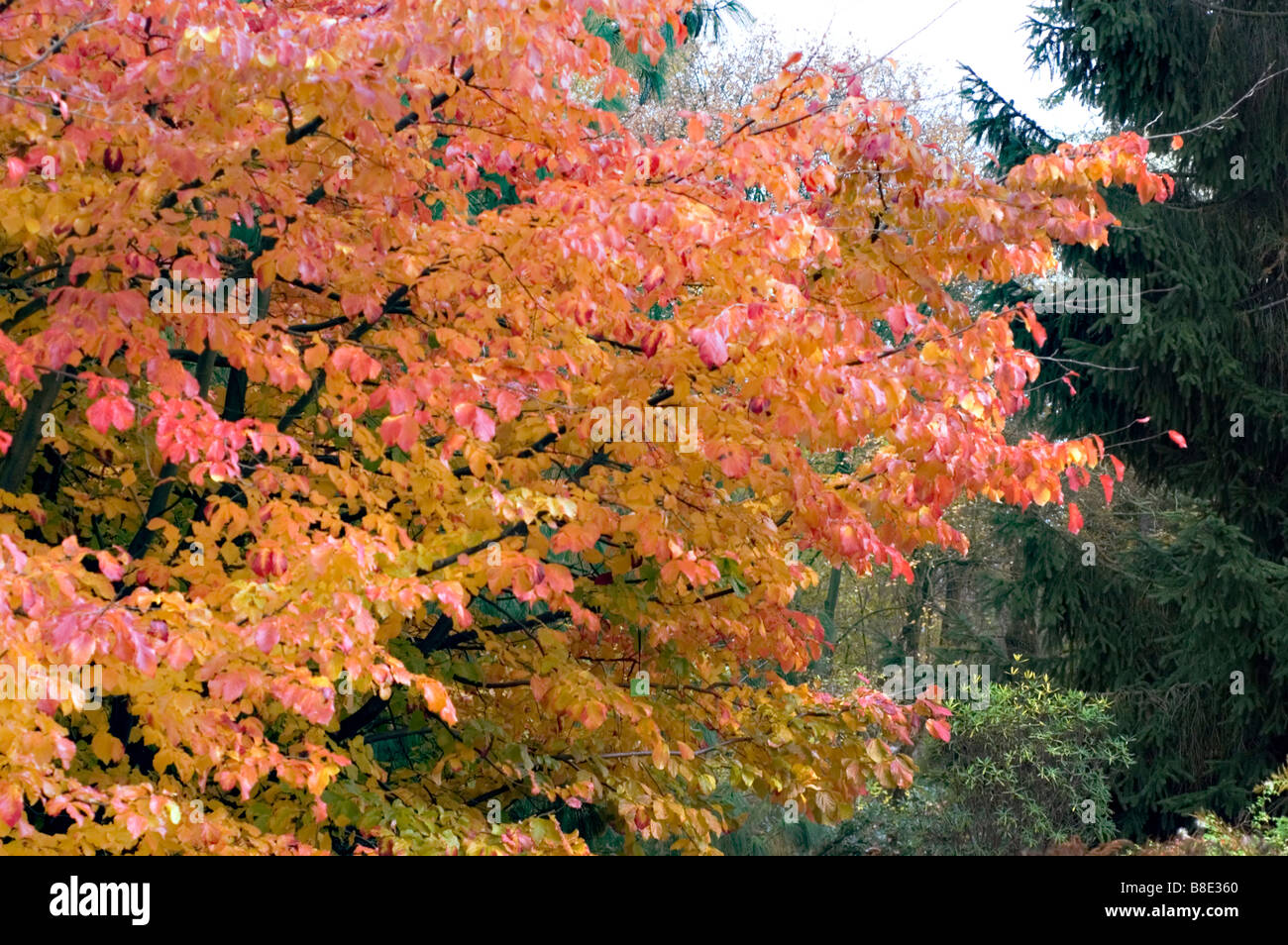 Red yellow autumn leaves foliage of Persian Ironwood, Persian Parotia ...
