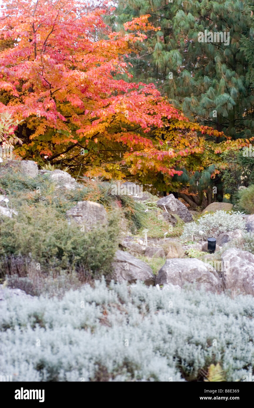 Persian Parotia High Resolution Stock Photography and Images - Alamy