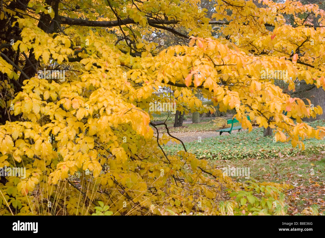 Yellow autumn leaves foliage of Persian Ironwood, Persian Parotia ...