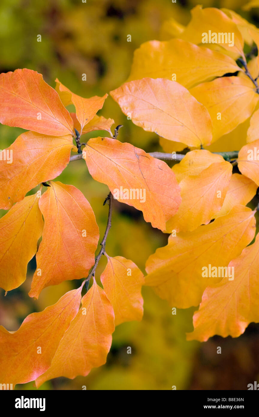 Parotia High Resolution Stock Photography and Images - Alamy