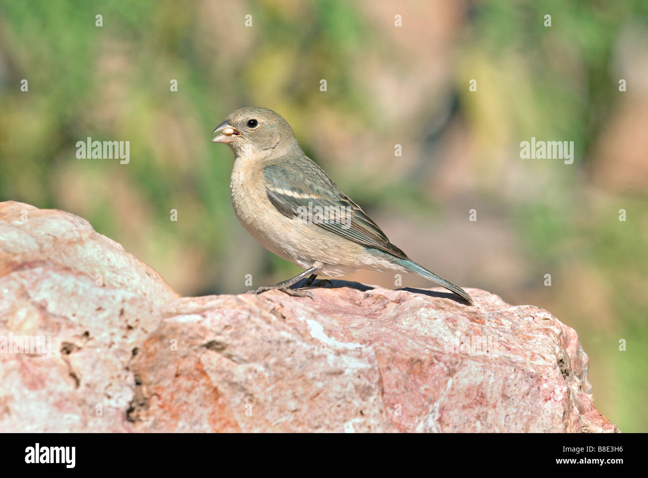 Lazuli Bunting female Stock Photo - Alamy