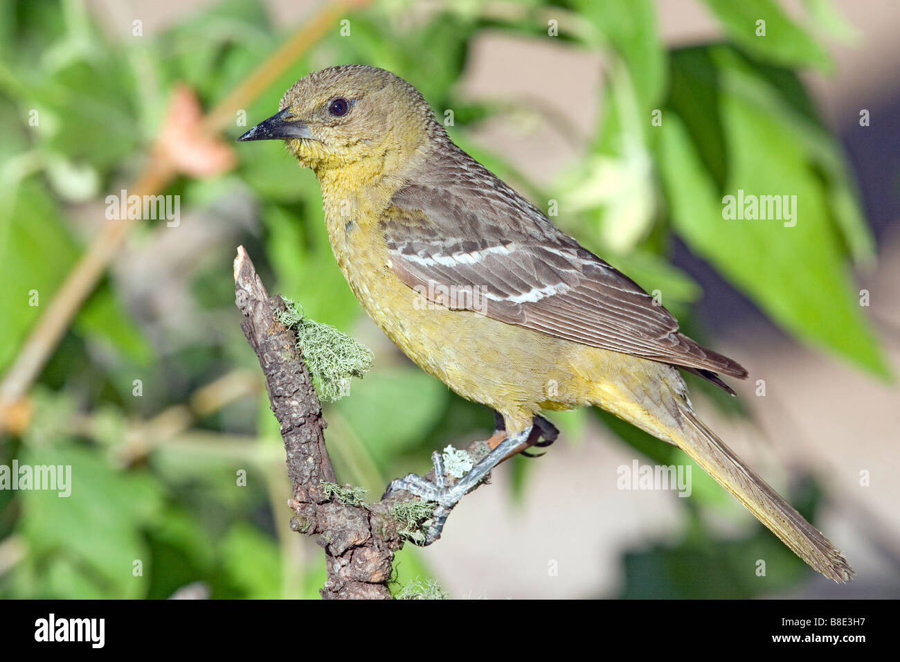 Scott's oriole icterus parisorum hi-res stock photography and images ...