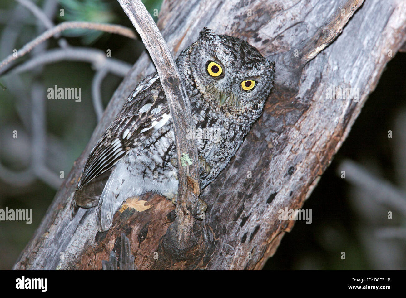 Whiskered screech owl otus trichopsis hi-res stock photography and ...