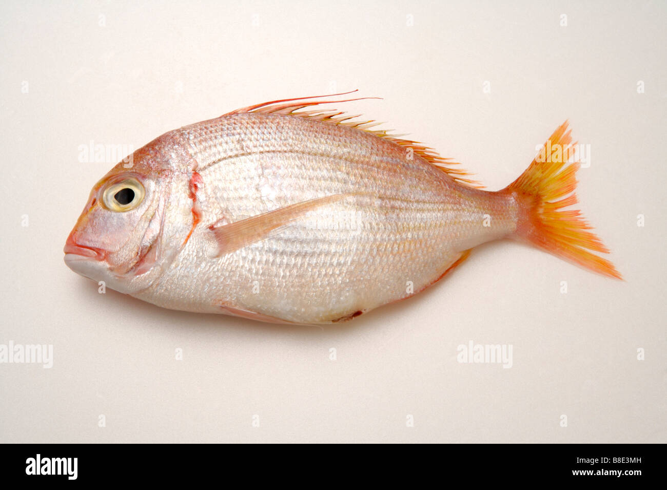 Close up of a dead fish Stock Photo - Alamy