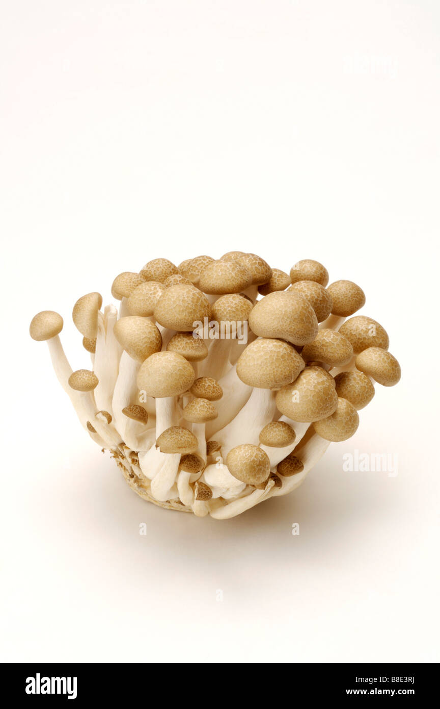 Close up of edible mushroom Stock Photo - Alamy