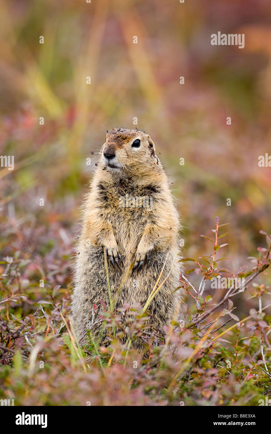 Ground squirrel tundra hi-res stock photography and images - Alamy