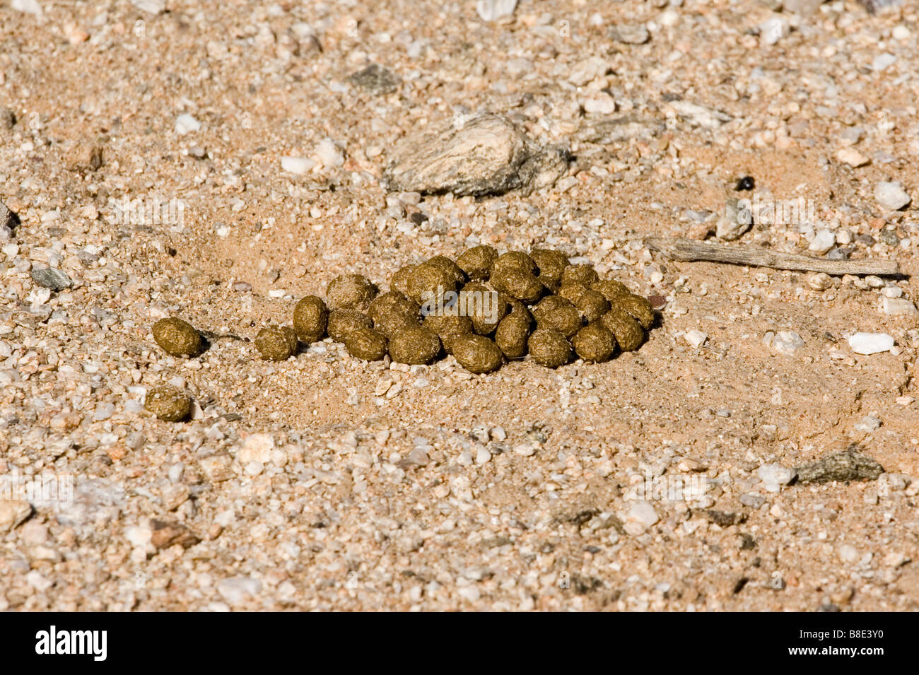 Animal scat hi-res stock photography and images - Alamy
