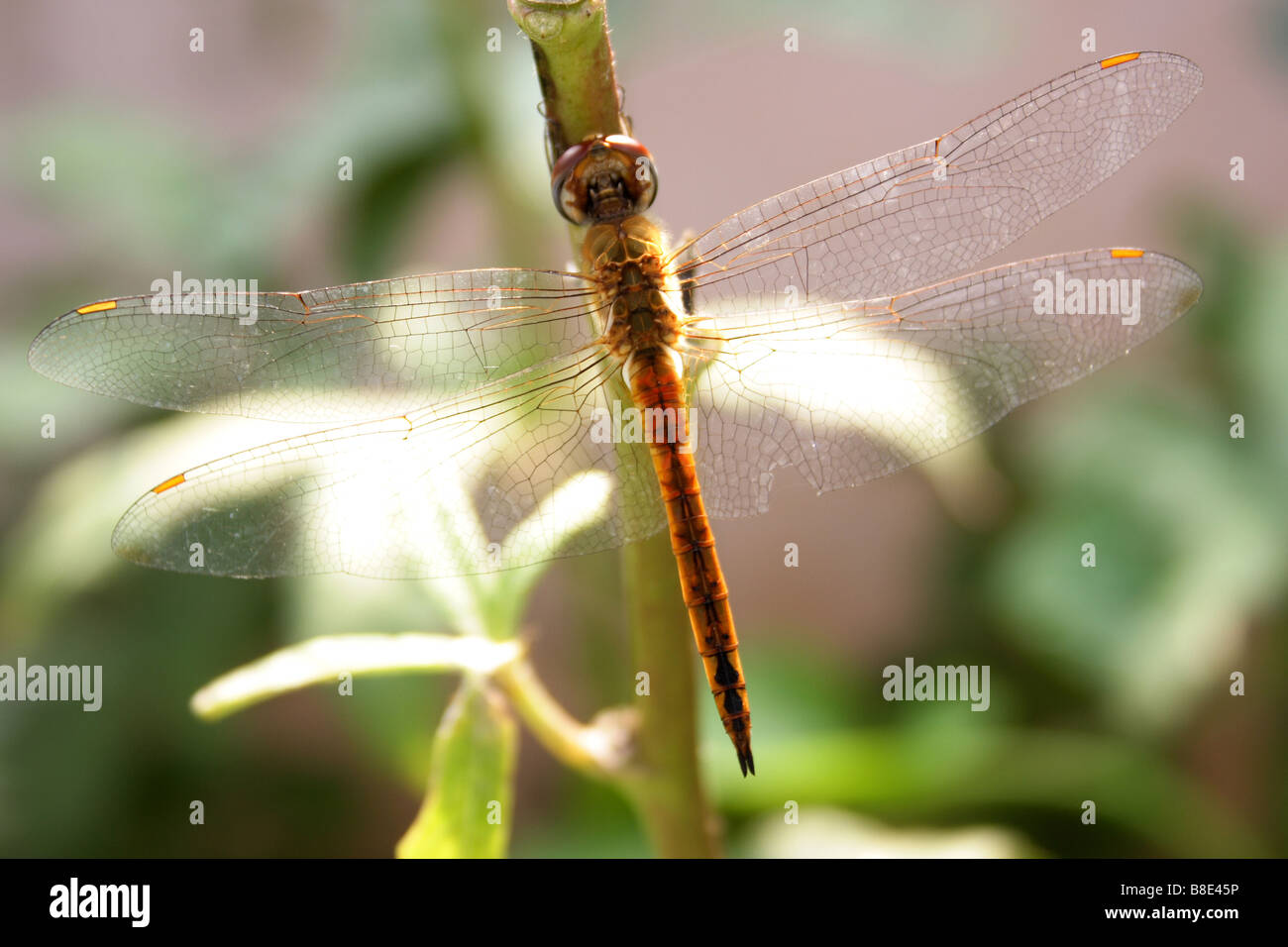 Dragonfly resting on a plant Stock Photo - Alamy