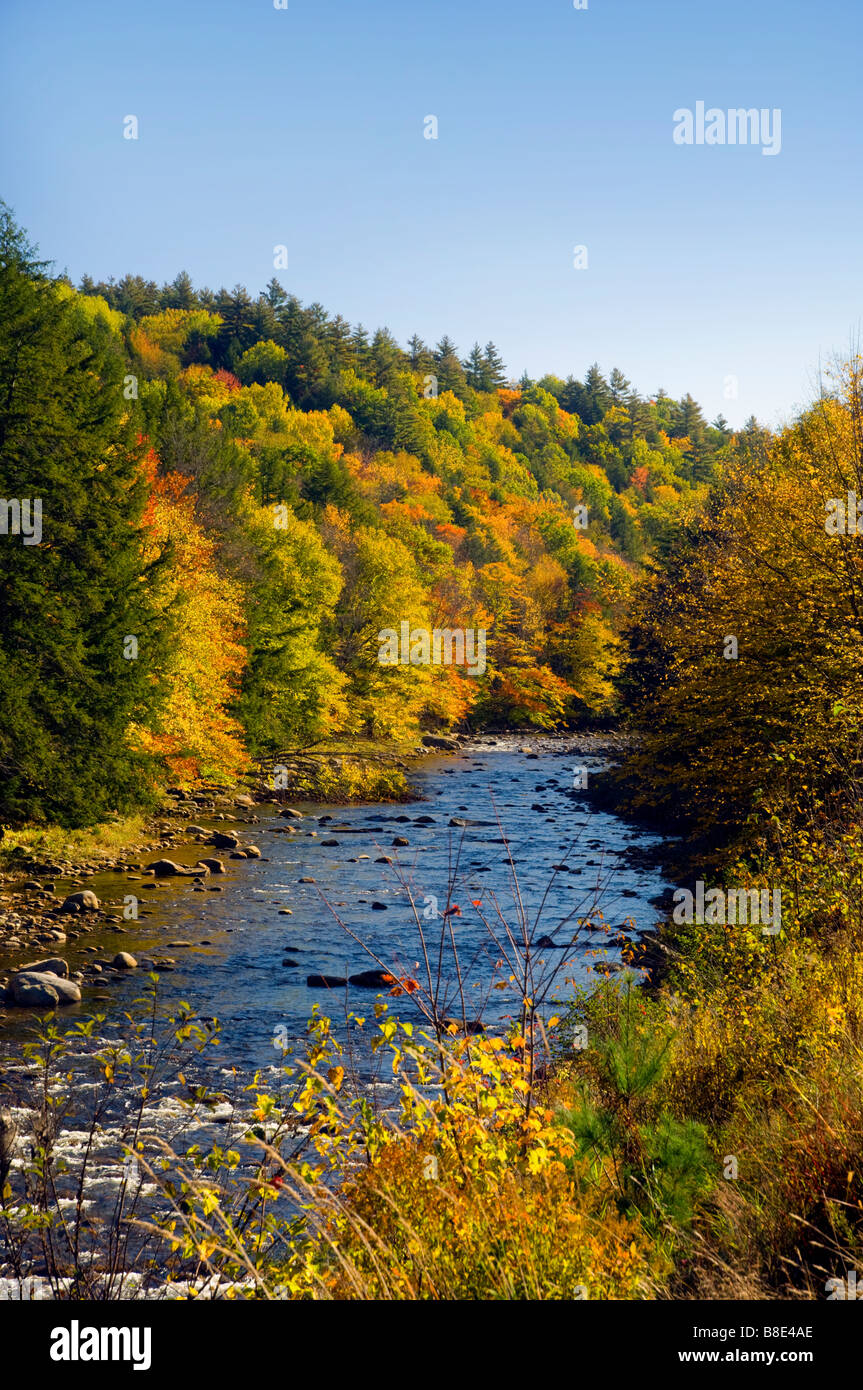 Fall foliage color in the trees along the Saco River in New Hampshire s ...